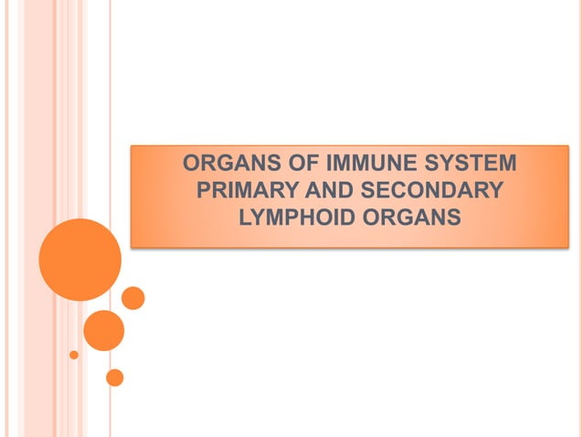 ORGANS OF IMMUNE SYSTEM PRIMARY AND SECONDARY LYMPHOID ORGANS | PPTX
