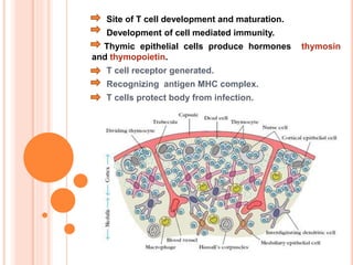 ORGANS OF IMMUNE SYSTEM PRIMARY AND SECONDARY LYMPHOID ORGANS | PPTX