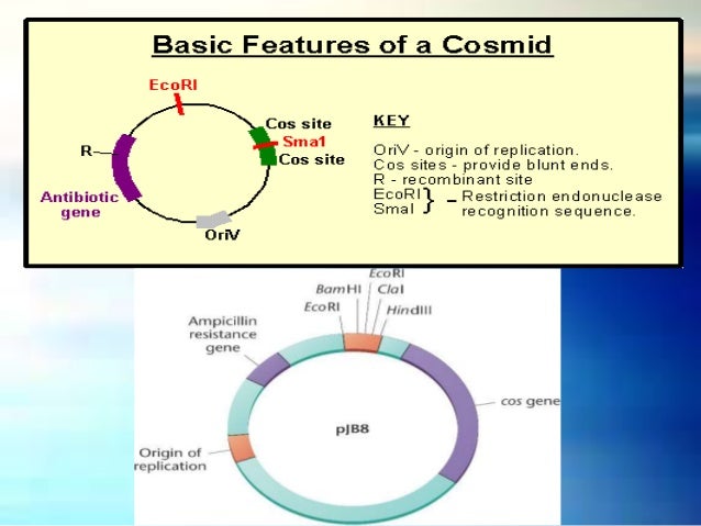 Molecular Cloning - Vectors: Types & Characteristics