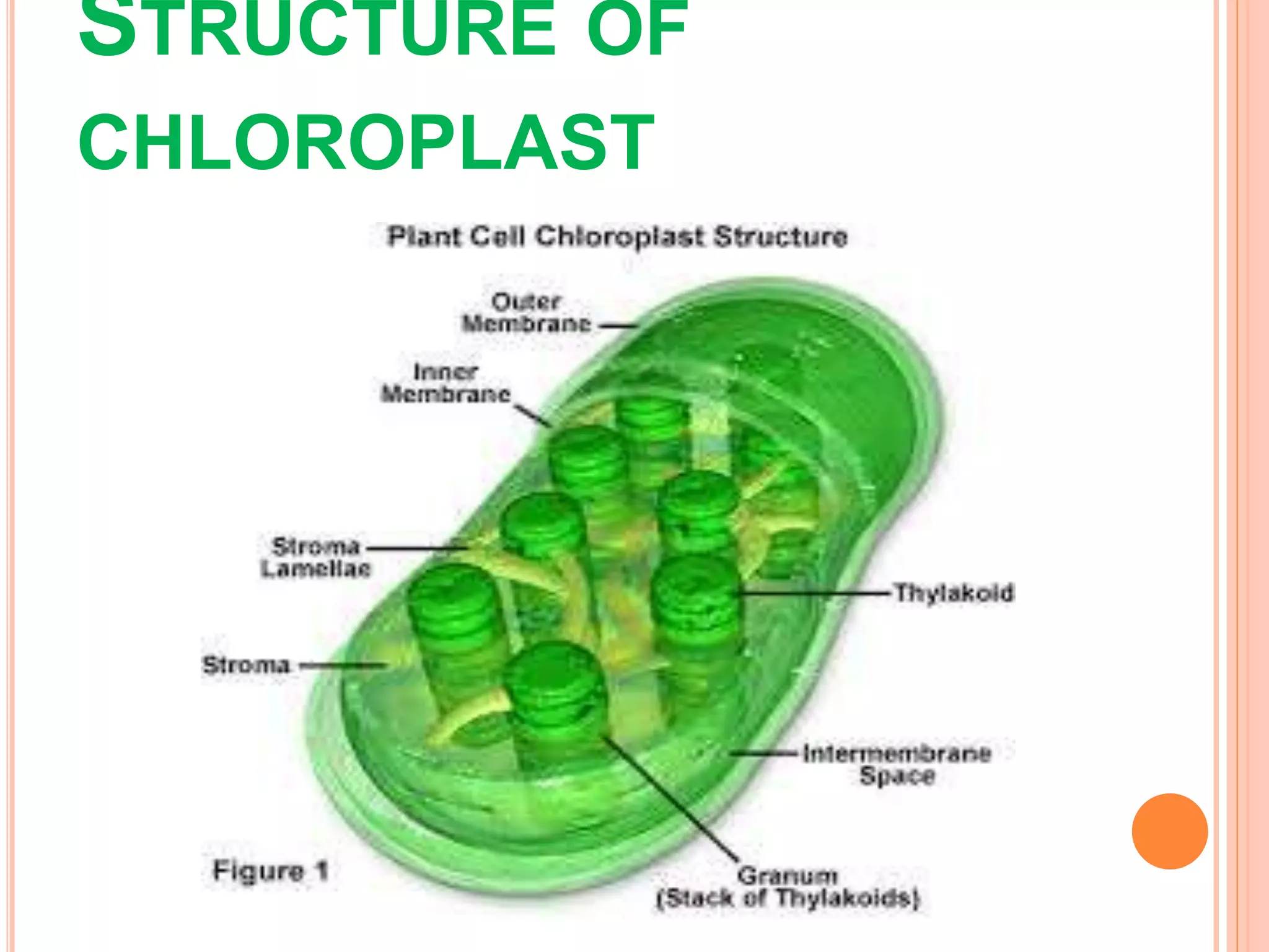 chloroplast | PPT