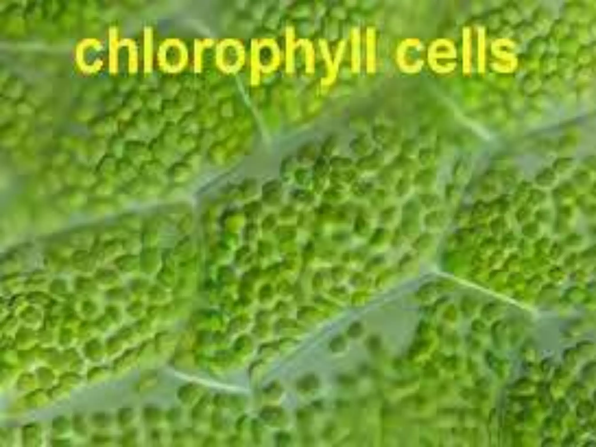 chloroplast | PPTX