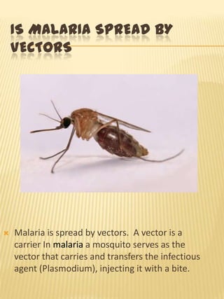 malariapowerpoint | PPTX | Infectious Diseases | Diseases and Conditions