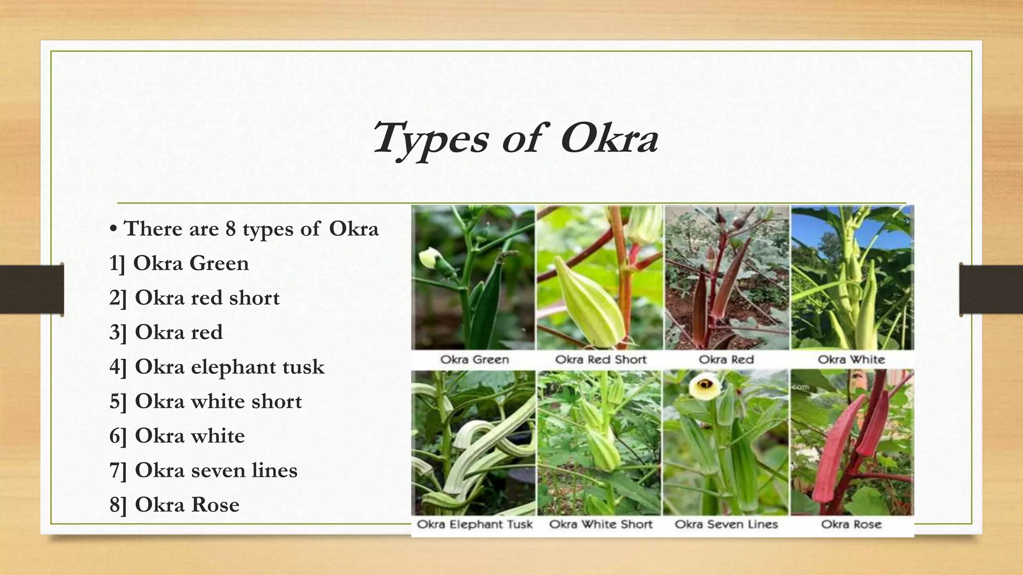Okra presentation | PPTX