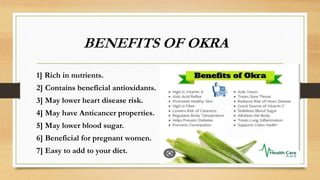 Okra presentation | PPTX