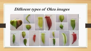 Okra presentation | PPTX