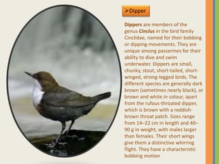 Aryan science2 | PPTX | Birdwatching | Hobbies & Interests