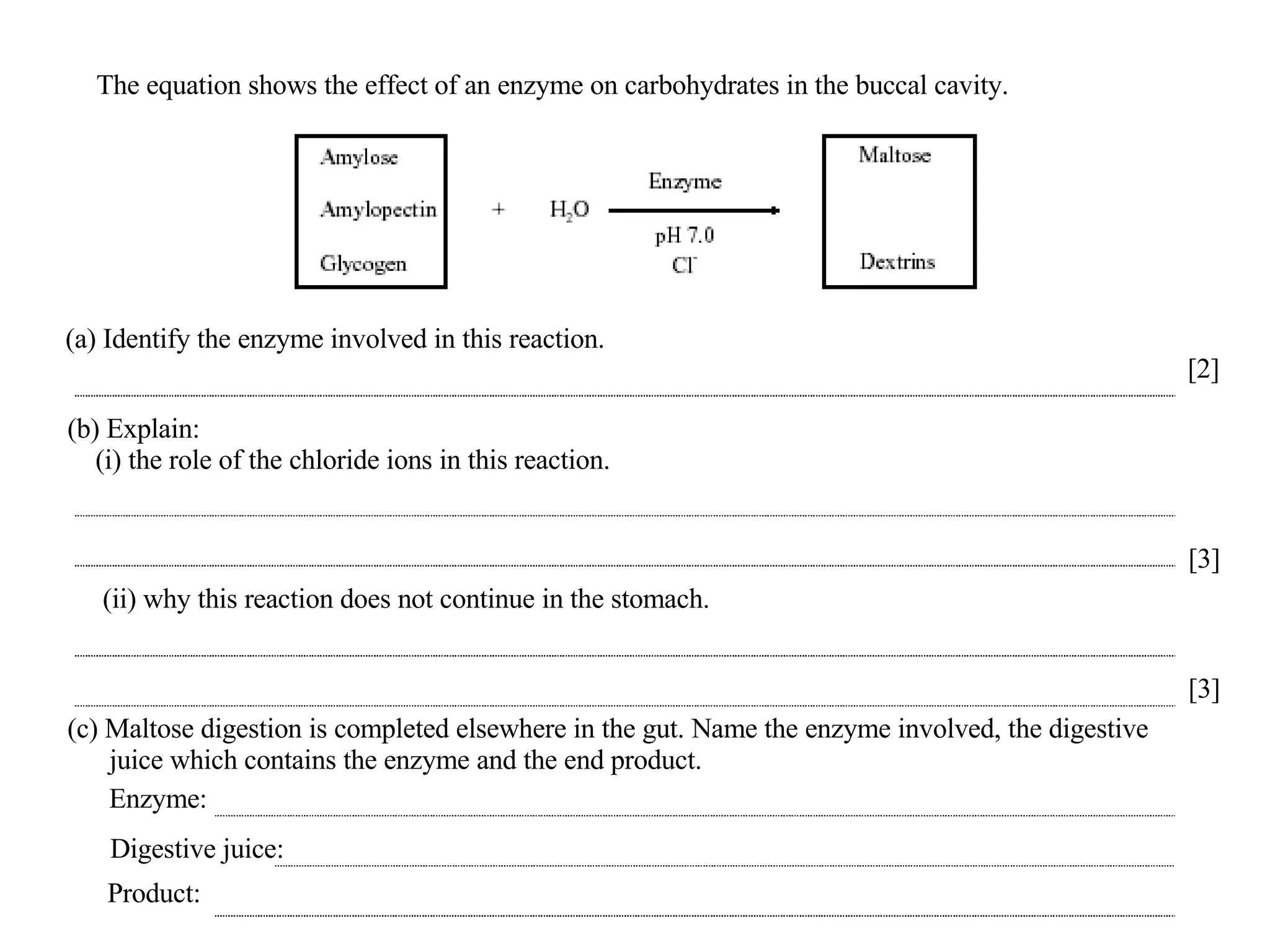 As 03 Enzymes | PPT