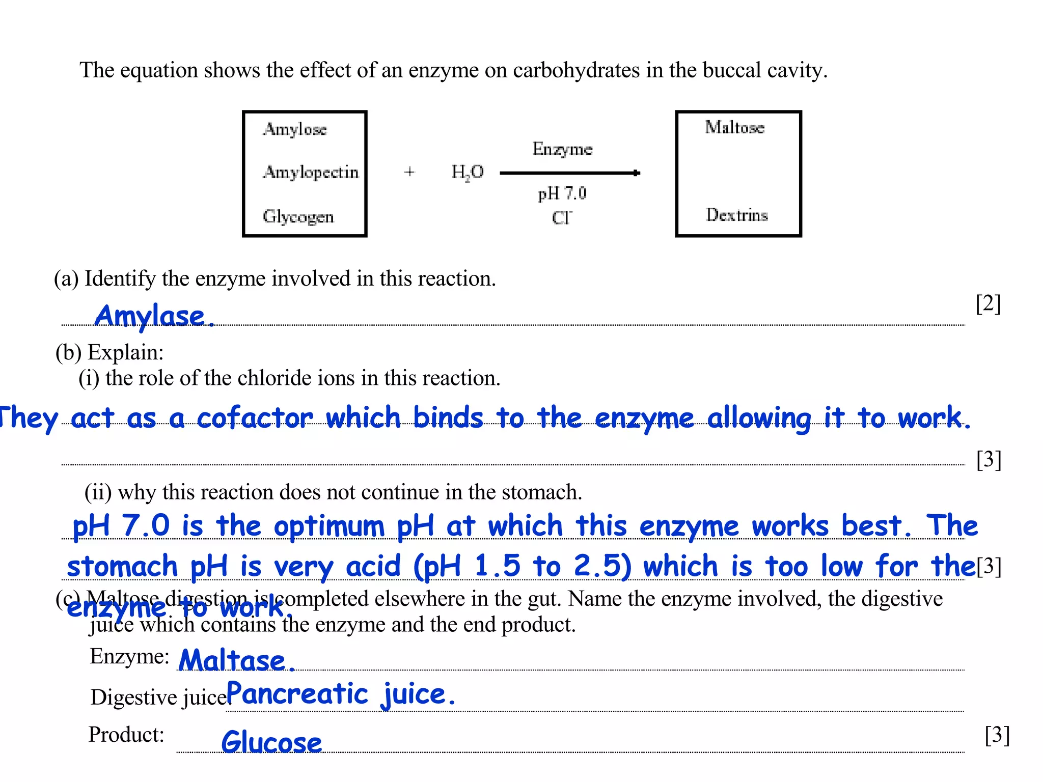 As 03 Enzymes | PPT