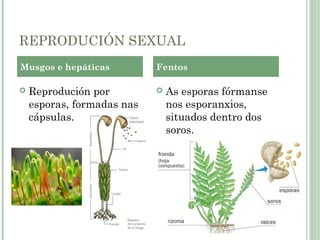 As plantas | PPT