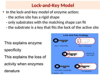 AS116 Enzymes mode of action of enzymes (1).ppt