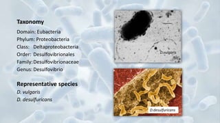 Desulfovibrio | PPTX