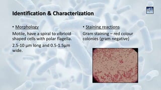 Desulfovibrio | PPTX