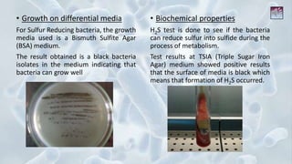 Desulfovibrio | PPTX