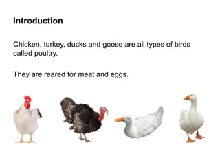 POULTRY proper management practices .ppt
