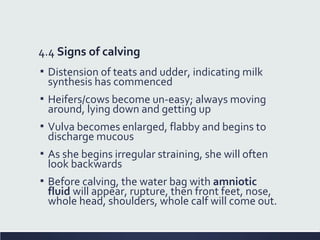 As 308 calf management3 | PPT