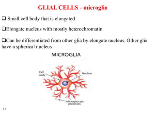 Excitable tissues nerve | PPT