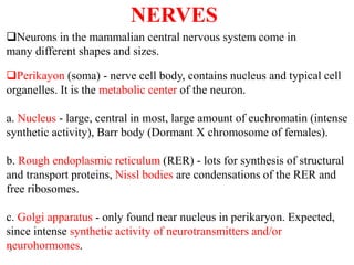 Excitable tissues nerve | PPT