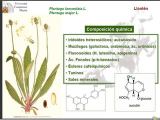 Clase 19 iridoides | PPTX