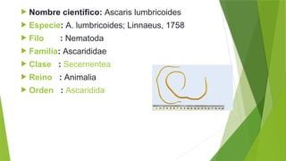 ASACRIOSISlumbricoidesparasitos (1).pptx