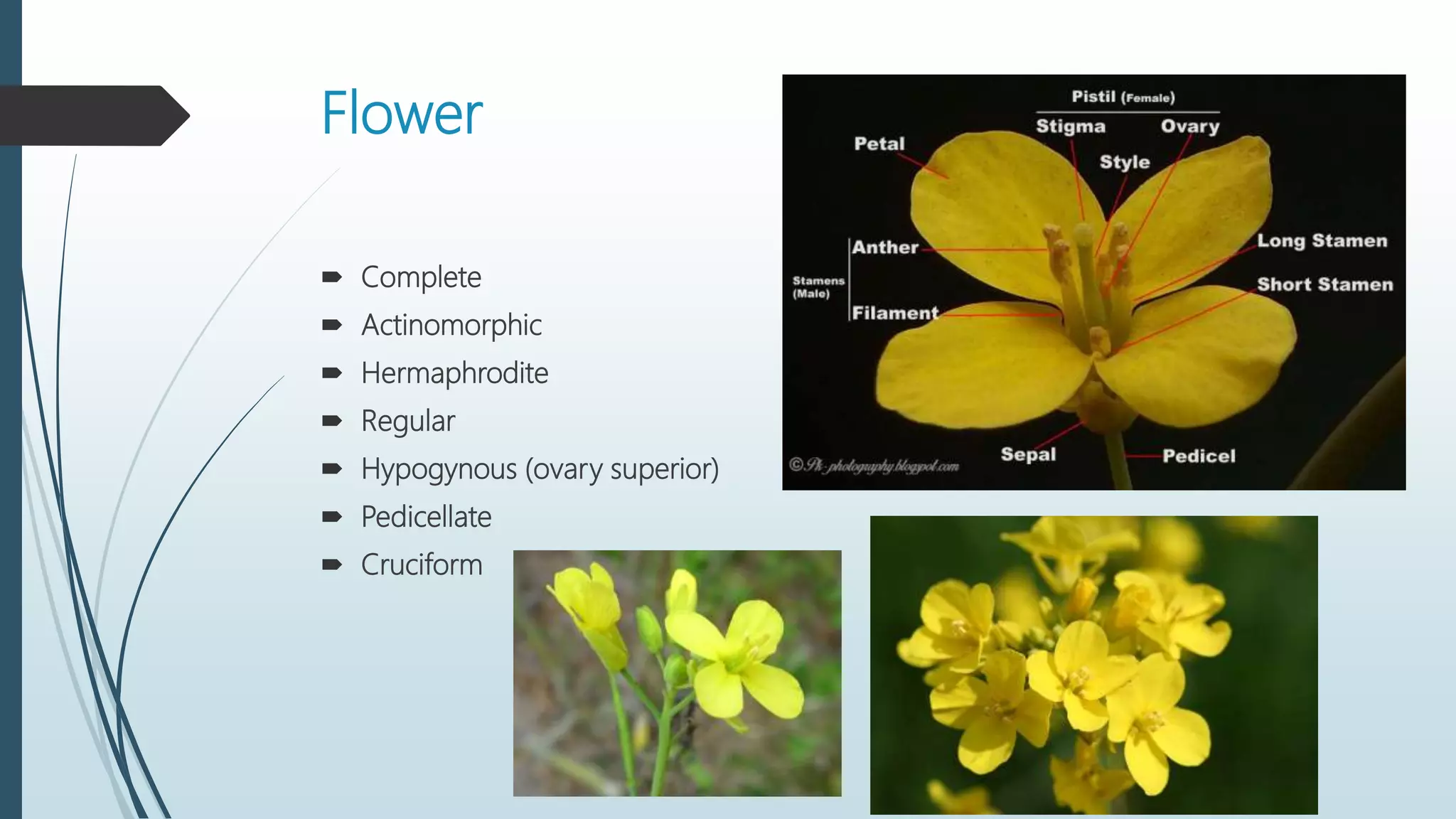 Family Brassicaceae | PPTX