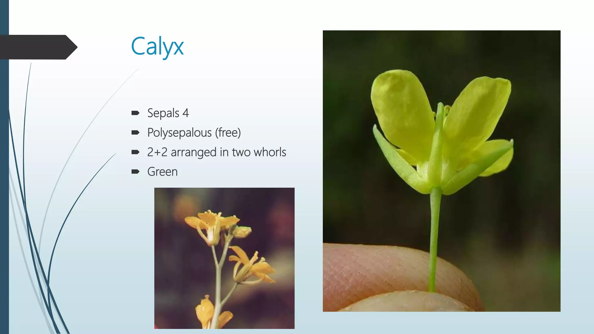 Family Brassicaceae | PPTX