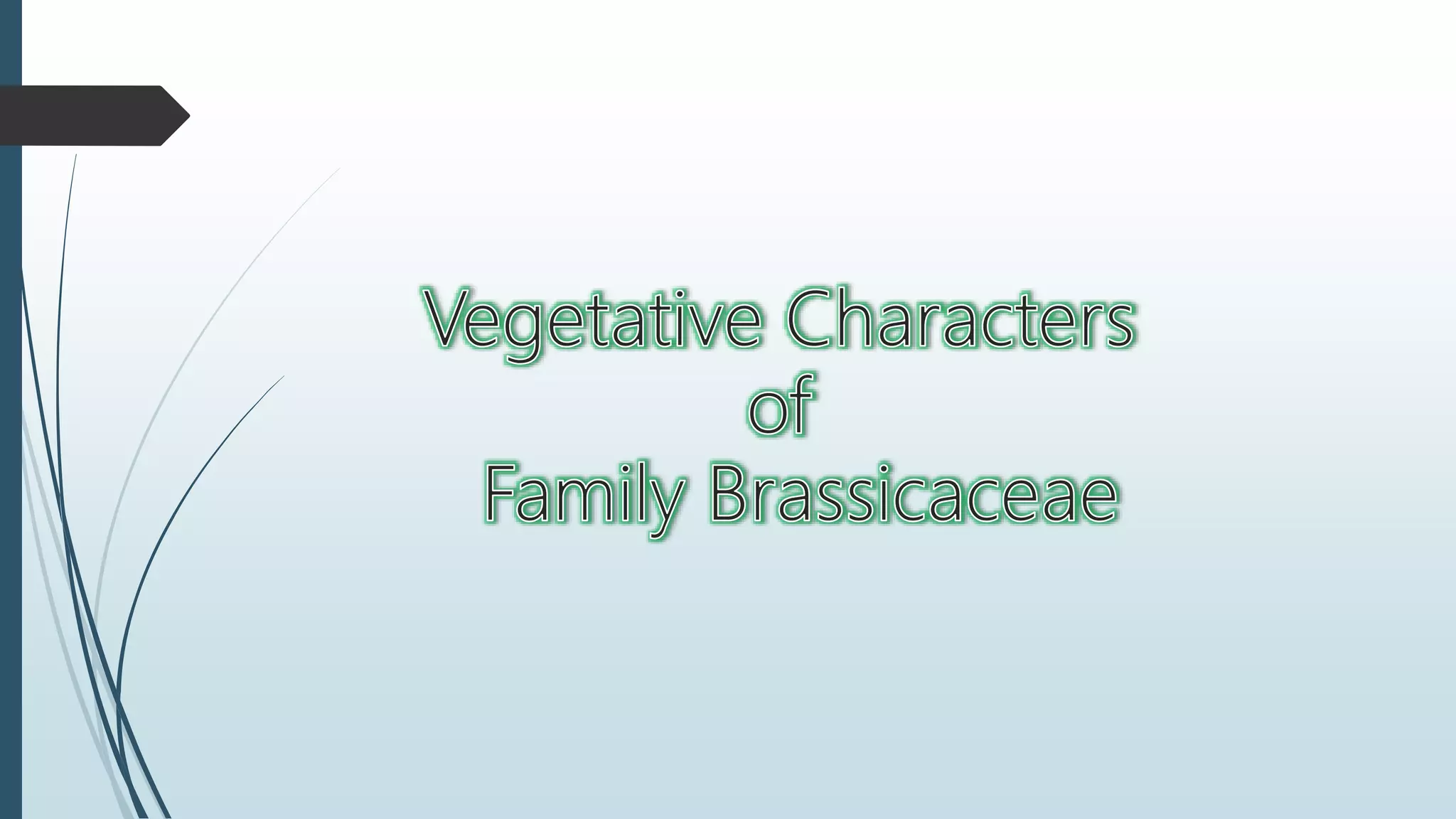 Family Brassicaceae | PPTX