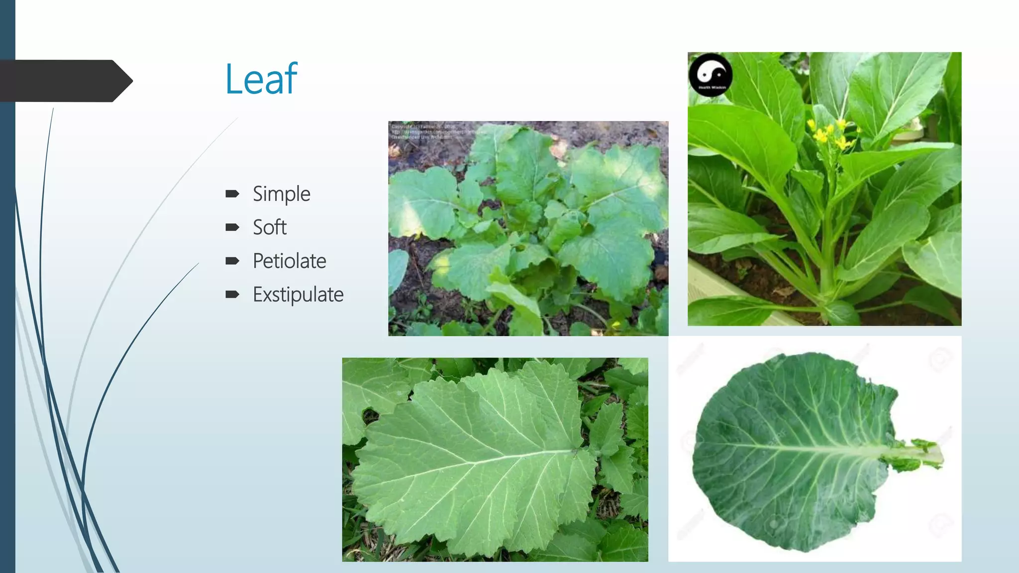 Family Brassicaceae | PPTX