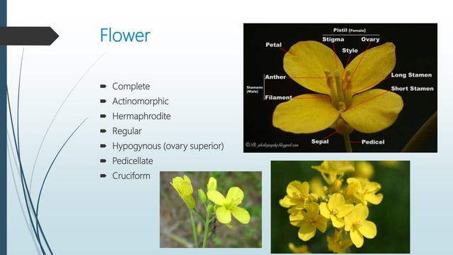 Family Brassicaceae | PPTX