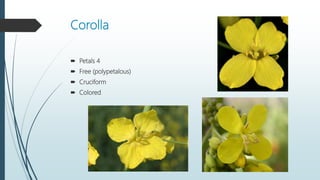 Family Brassicaceae | PPTX