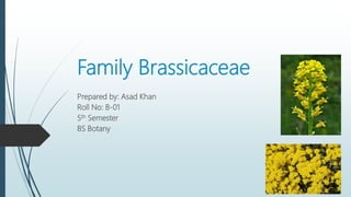 Family Brassicaceae | PPTX