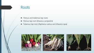 Family Brassicaceae | PPTX