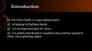 Citrus Psylla.pptx