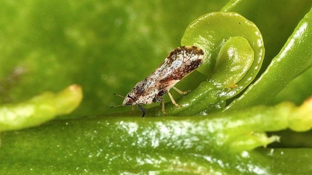 Citrus Psylla.pptx