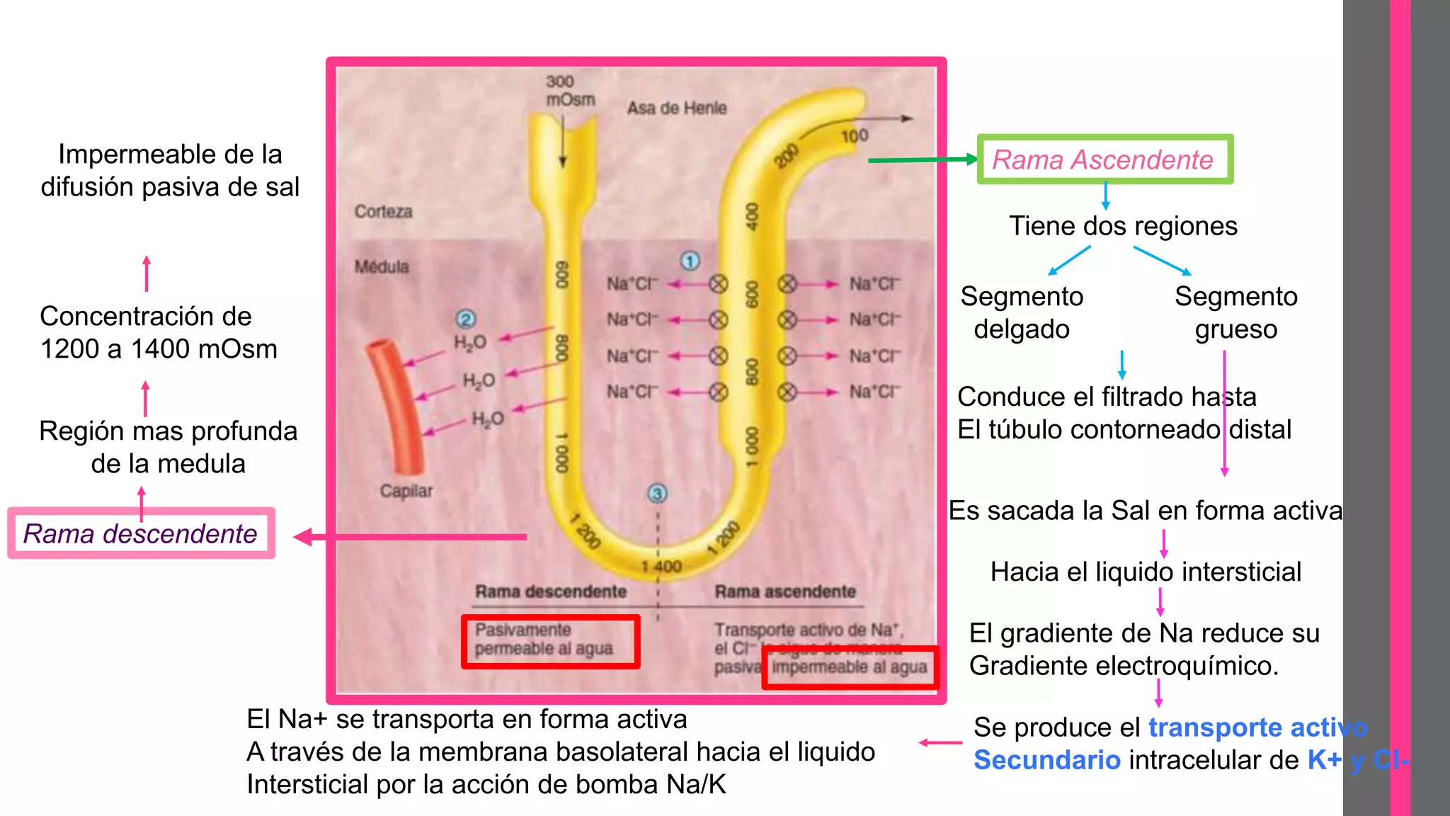 Asa de henle y tubulo distal | PPT