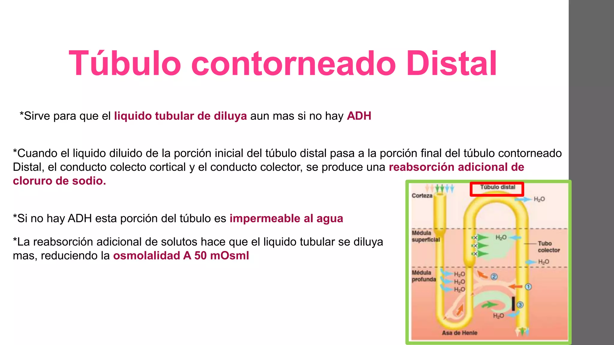 Asa de henle y tubulo distal | PPT