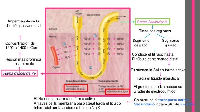 Asa de henle y tubulo distal