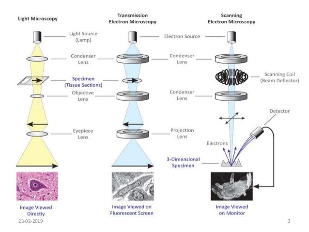 Immunoelectron Microscopy.