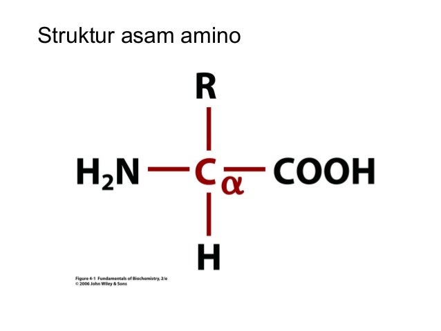 Asam amino