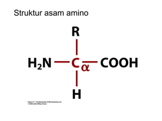 asam amino pengertian contoh dan kegunaannya.ppt