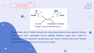 metabolisme dua puluh ASAM AMINO essensial | PPT