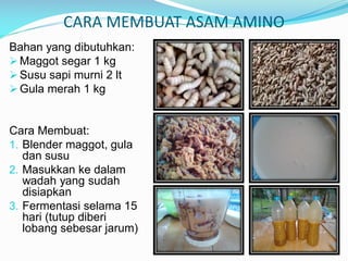 Asam Amino Maggot.pdf