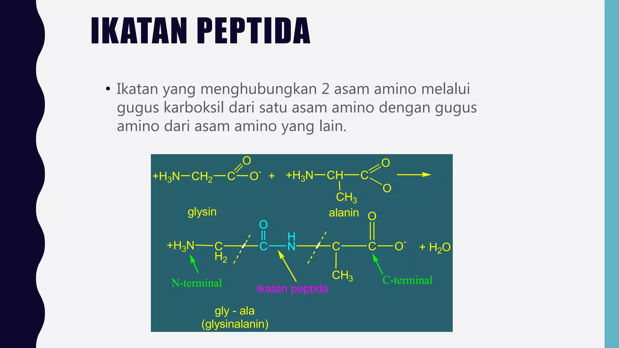 Asam amino, Peptida, dan Protein (4).pptx