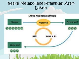 Fermentasi Asam laktat | PPTX