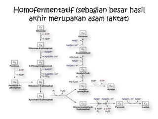 Fermentasi Asam laktat | PPTX