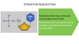 BIOLOGI MOLEKULER ASAM NUKLEAT EDY P.pptx