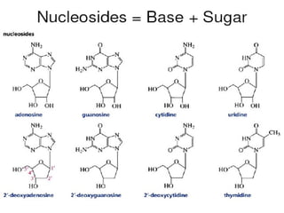 Asam Nukleotida | PPT
