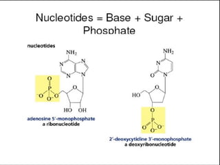 Asam Nukleotida | PPT