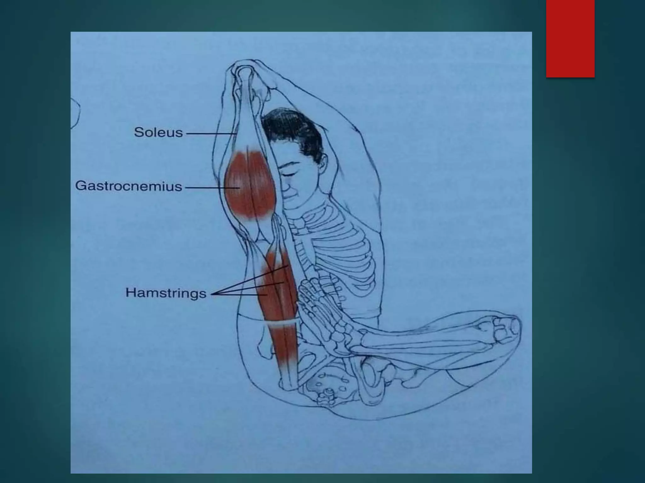 Asana anatomy | PPT