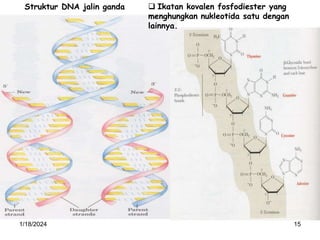 Asam Nukleat dan organisasi materi genetik.ppt