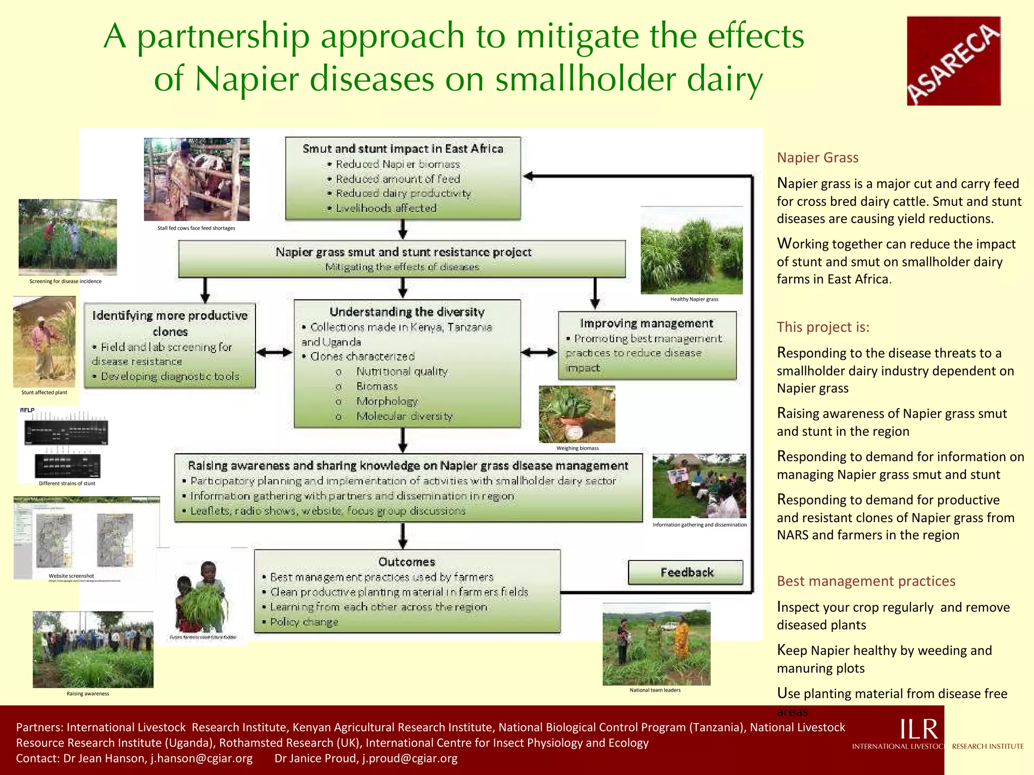 Napier grass smut and stunt resistance: Introducing the Project | PPT